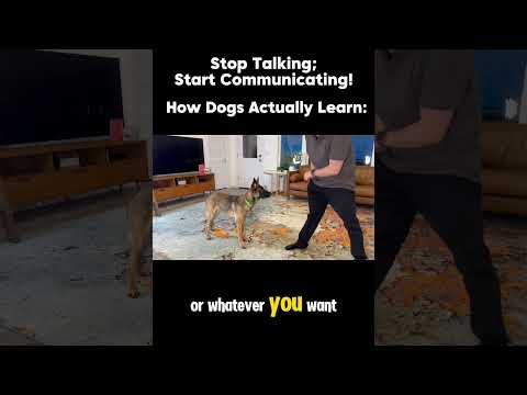 Stop talking & start communicating! How dogs actually learn