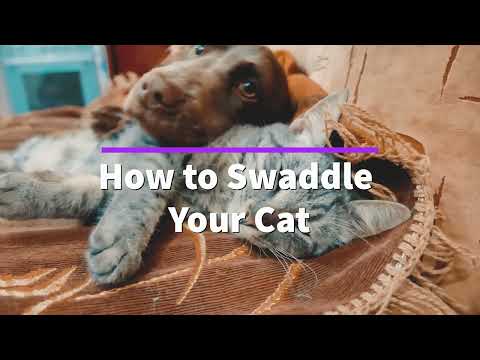 Swaddle Your Cat