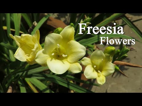 Freesia Flower, Freesia Bulb Planting, How To Grow Fresia Plants