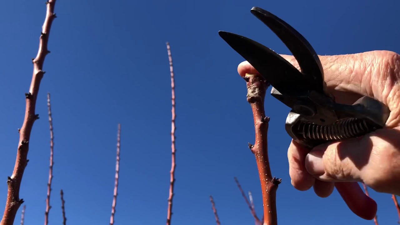 Pruning Deciduous Fruits