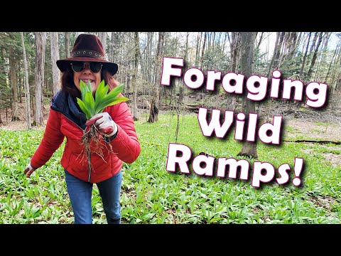 Foraging for Food | Wild Ramps!