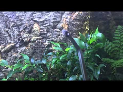 Araneus diadematus feeding