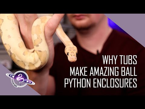 Ball Python Breeding Starter Guide | Why Tubs Make the Best Enclosures for Ball Pythons