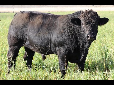 NLBS 2022 Lot 24 Angledale Rhumba R43 (TDJPR43)