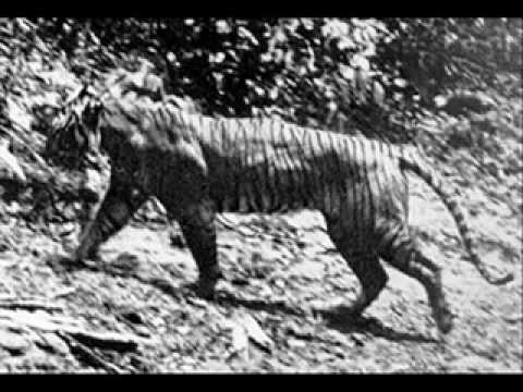 Tigre de Java | Sólo Animales Exóticos