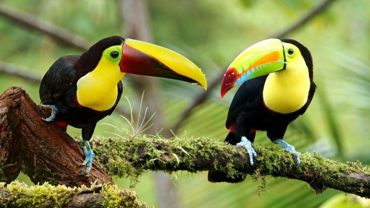 Most Beautiful Toucan Birds of Tropical Rainforest