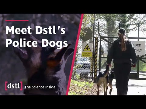 Meet Dstl's Police Dogs | The Long Paw Of The Law