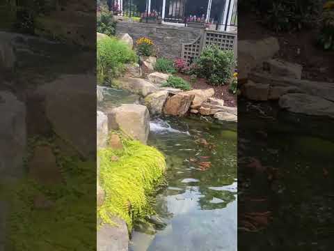 Stunning Water Garden #shorts