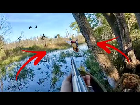DUCK HUNTING Opener! 3 Man Wood Duck LIMIT in a TRUE TIMBER Hole (UNEXPECTED HONEY HOLE)