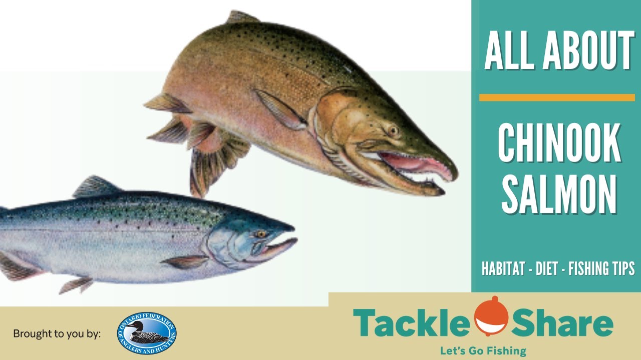 All About Chinook Salmon - Identification, Habitat, Spawning, Diet, Age & Size, Fishing Tips
