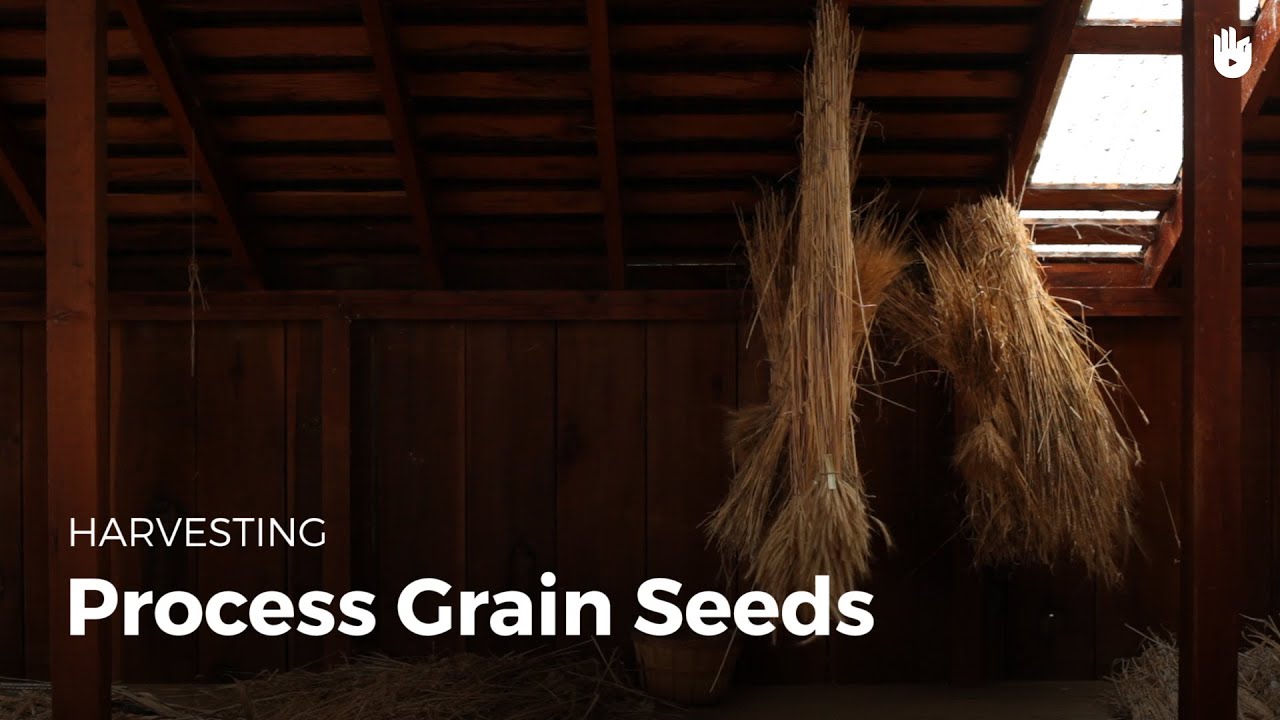 How to process grains - Grow an Organic Garden | Sikana
