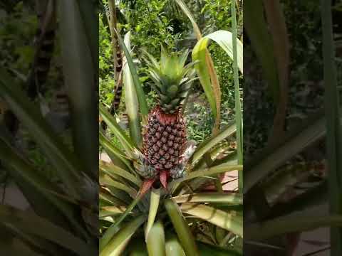 pineapple growth time span😍🍍||watch till end💚#garden #gardening #terracegarden #pineapple #timelapse