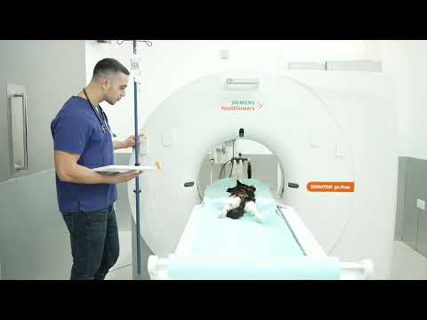 VDIC - Computed Tomography (CT) for cat
