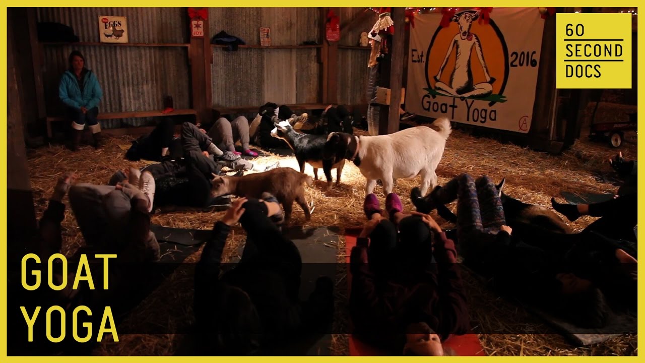 Hire Founder of Goat Yoga - Motivational Speaker in Portland, OR | GigSalad