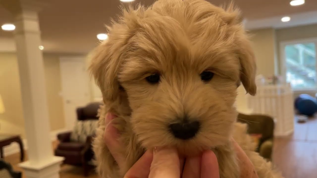 Predicting Puppy Weights - Mini and Toy Schnauzers