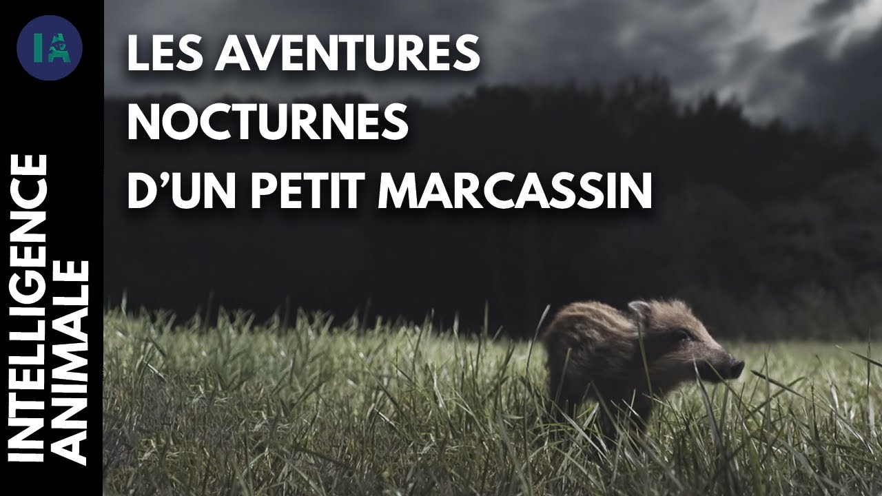 Documentaire | En immersion avec un marcassin