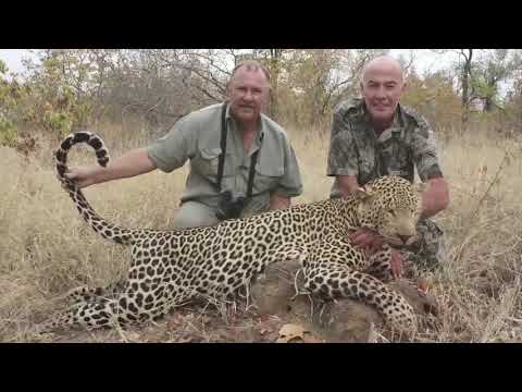 Leopard Hunting in Africa with blue-tick hounds