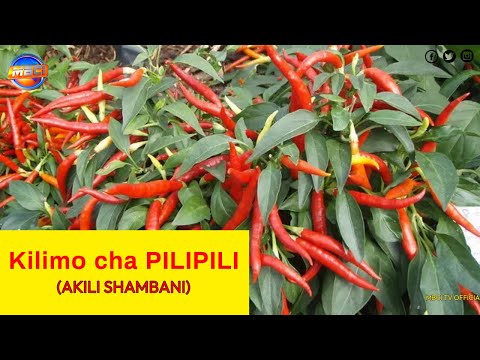 Kilimo cha Pilipili (REQUIREMENTS FOR SUCCESSFUL PEPPER FARMING IN KENYA) || AKILI SHAMBANI