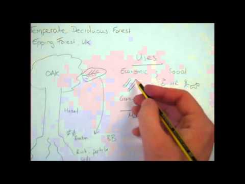 Temperate Deciduous Forest - uses and management
