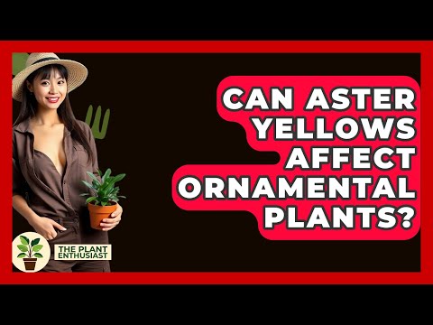 Can Aster Yellows Affect Ornamental Plants? - The Plant Enthusiast
