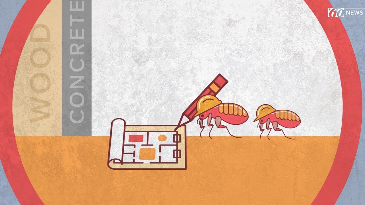 How subterranean termites get into your house and how to stop them | 10News WTSP