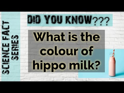 DID YOU KNOW??? What is colour of Hippo milk?