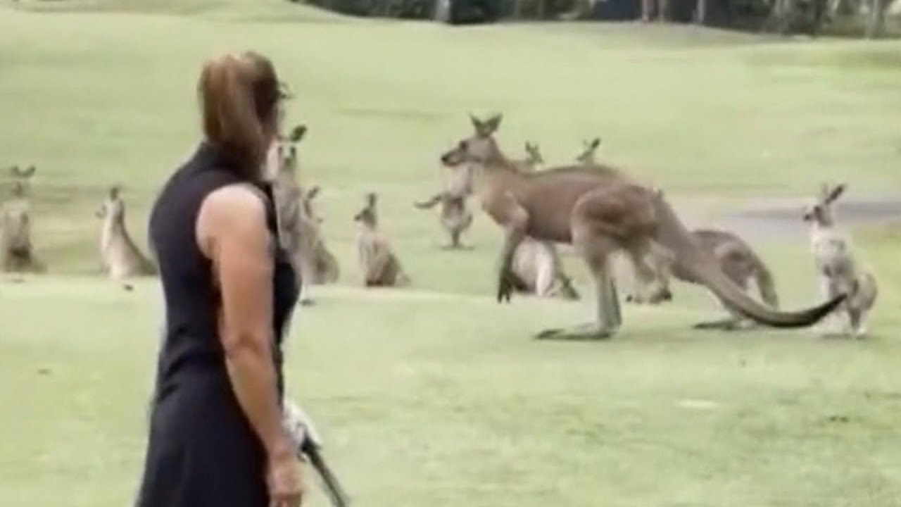 WATCH: Mob of kangaroos invade golf course in Australia