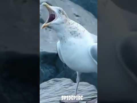 European Herring Gull Story