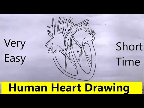 How to Draw a Human Heart | HERAT Drawing | Easy & Short Time Drawing