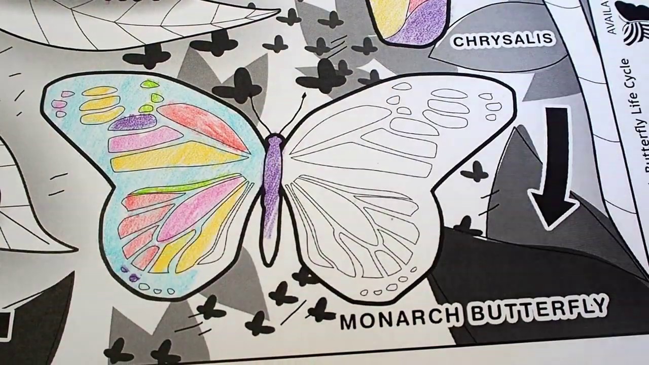 QuiverVision - Western Monarch Butterfly