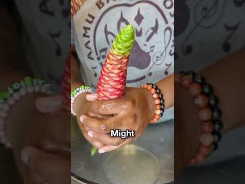 Popular Strange Flower Plant ????