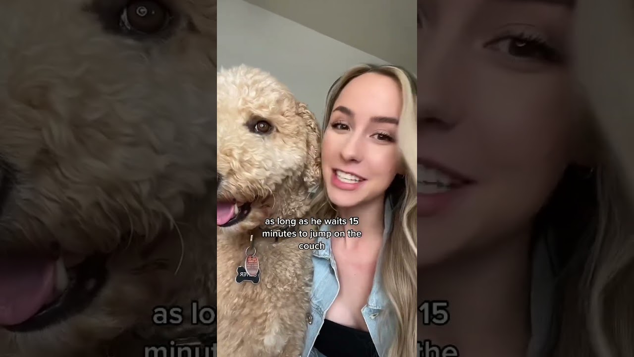 The unexplained phenomenon #goldendoodle #dogs
