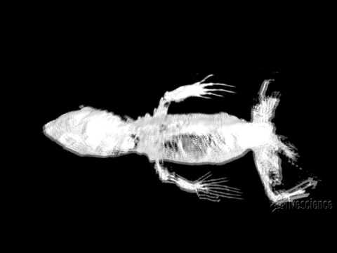 New 99 Million-Year Old Fossils from Myanmar and the Origin of ...