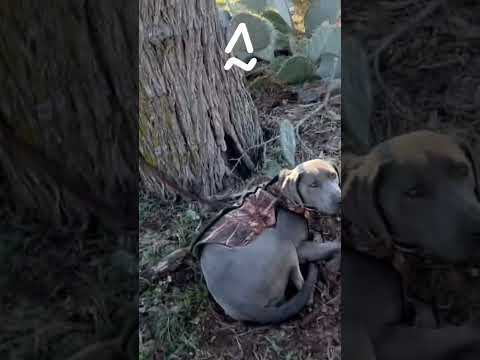 Duck Hunting Life Hack - Easy Retrieving Dog Management