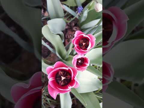 Voice Description Tulip series #6!🌷Pink with White stripes! #bulbs #flowers #beauty #gardentour