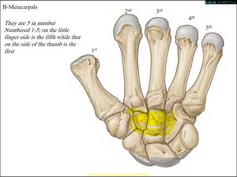 Anatomy of the hand 1
