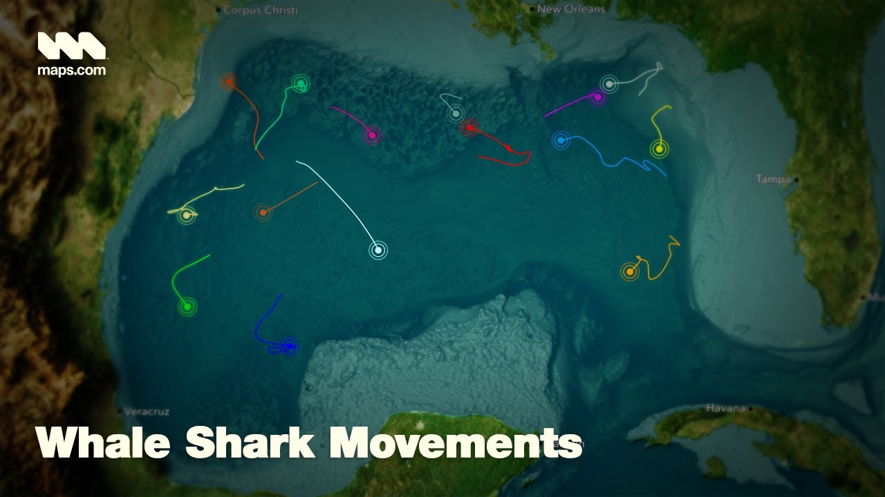 Whale Shark Movements in the Gulf of Mexico | Animated Maps