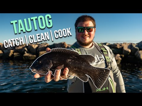 How to Catch & Cook TAUTOG (Blackfish) | Easy Gear + Simple Cooking Method
