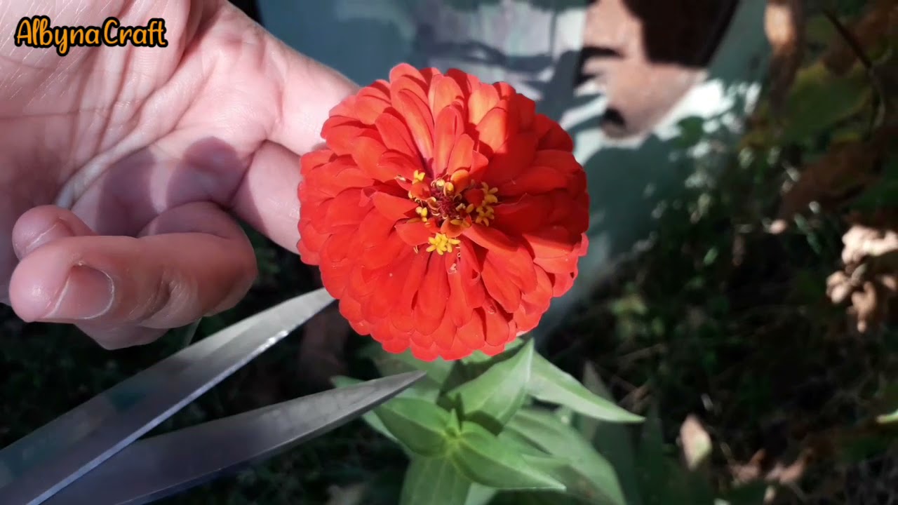 Very Easy To Dry Flowers/Cara Mudah Mengeringkan Bunga