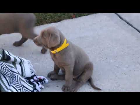 Chocolate & Silver Labrador Retriever Puppies For Sale