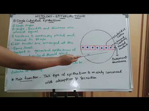 Epithelial Tissue:2.Simple Cuboidal Epithelium.