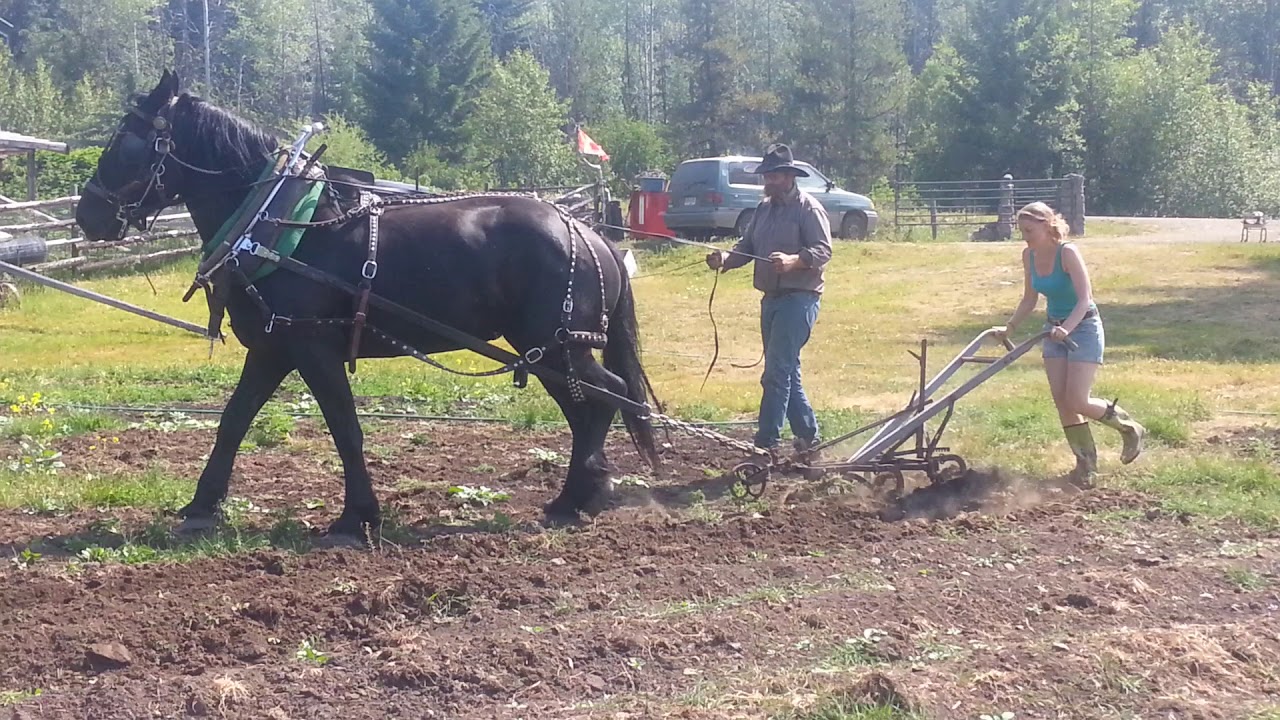 Cultivating the garden with one row horse cultivator