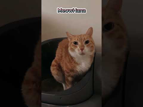 Funny cat moments 423