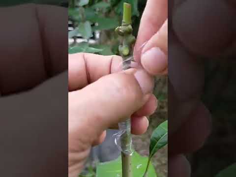 MANGO BASIC CLEFT GRAFTING TECHNIQUE