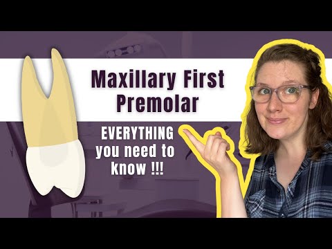 Maxillary First Premolar | The Definitive Tooth Anatomy Study Guide for Dental Students