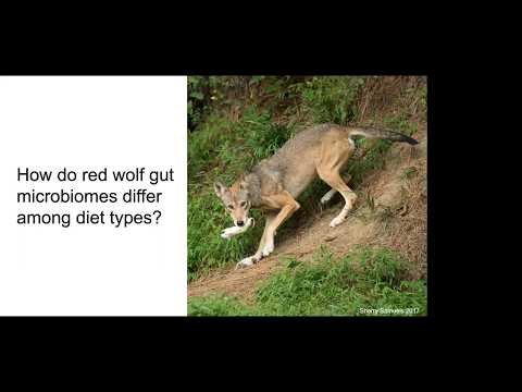 Gut Biome and Gastrointestinal Health Relationship in Captive Red Wolves with Morgan Bragg