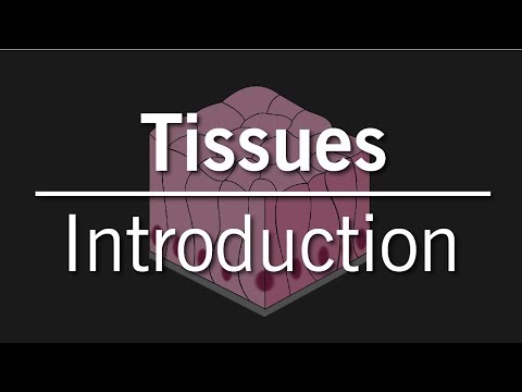 Introduction to tissues - Tissues - Class 9 - Science Video Lecture