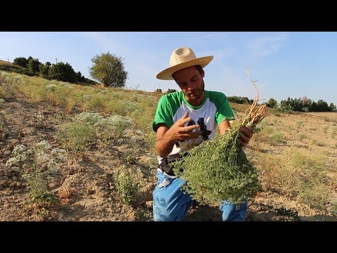 LADY PIMPINELLA, the long lasting life of Green Anise from Castignano - ENG