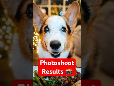 How I Got These Perfect CORGI Shots 2 📸