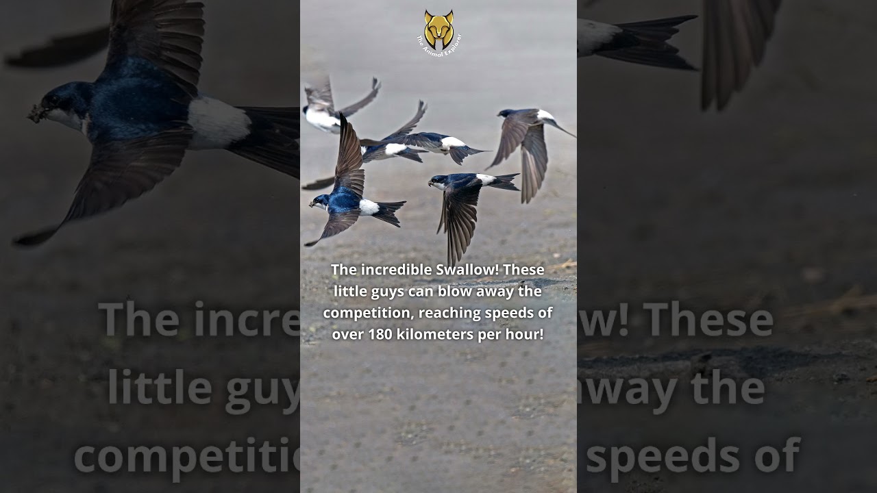 Swallows: The Fastest Flyers on Earth | The Animal Explorer #shorts